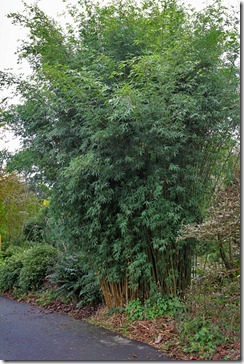 Bamboos at San Francisco Botanical Garden, part 1